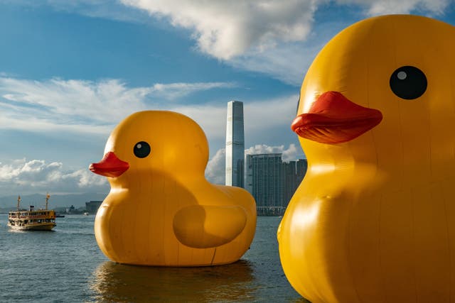 Pictures of the week: Giant rubber ducks, a 180 million-year-old fossil ...