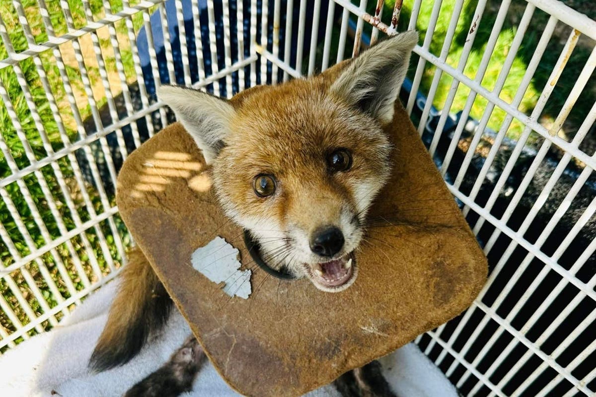 Fox cub with litter stuck around its neck for three weeks rescued by ...