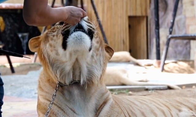 Inside Thailand’s ‘rampant’ tiger cruelty as animals are abused for ...
