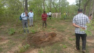 How the return of poaching threatens India’s tiger success story | The ...