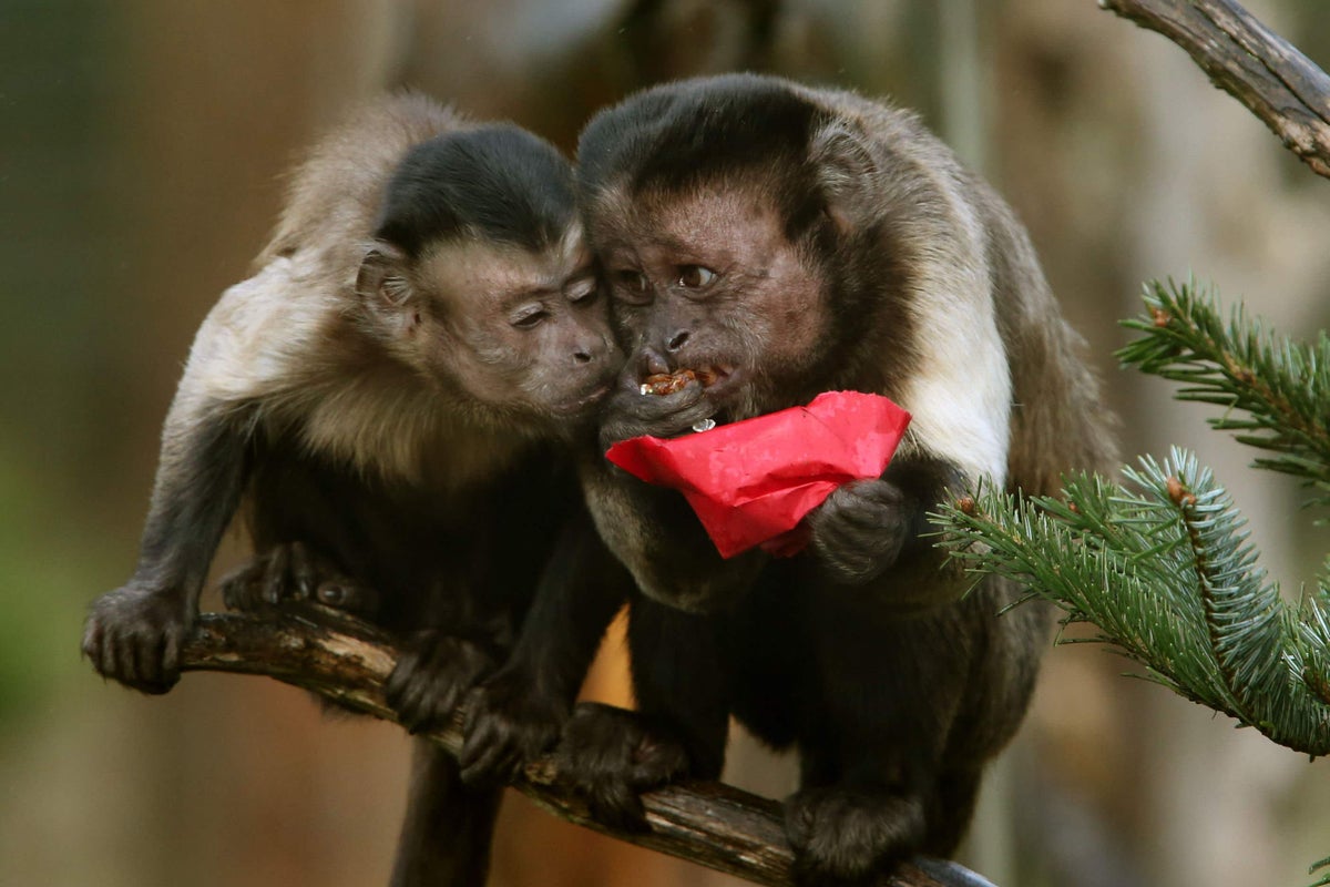 Keeping primates as pets to be banned under Government proposals | The ...