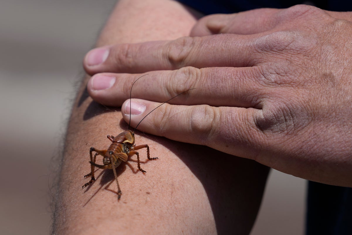 Blood-red crickets invade Nevada town, residents fight back with brooms ...