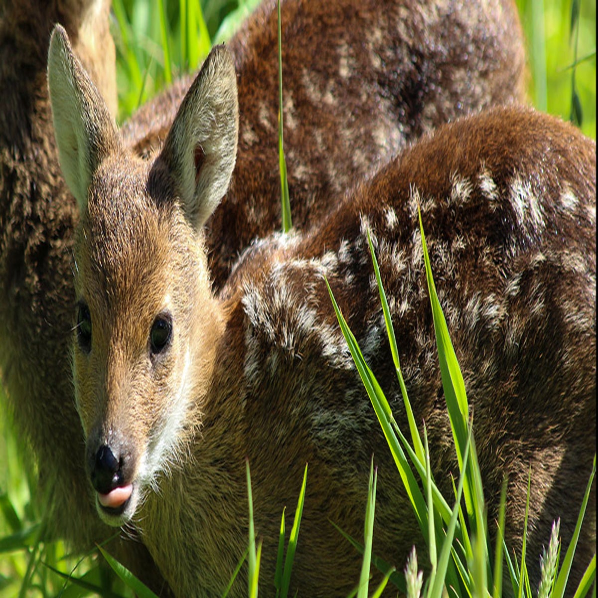 Chinese Water Deer Baby