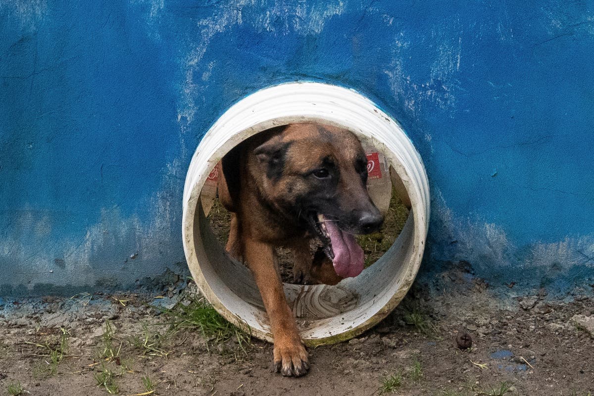 Colombian military searches for heroic dog who helped find children in ...