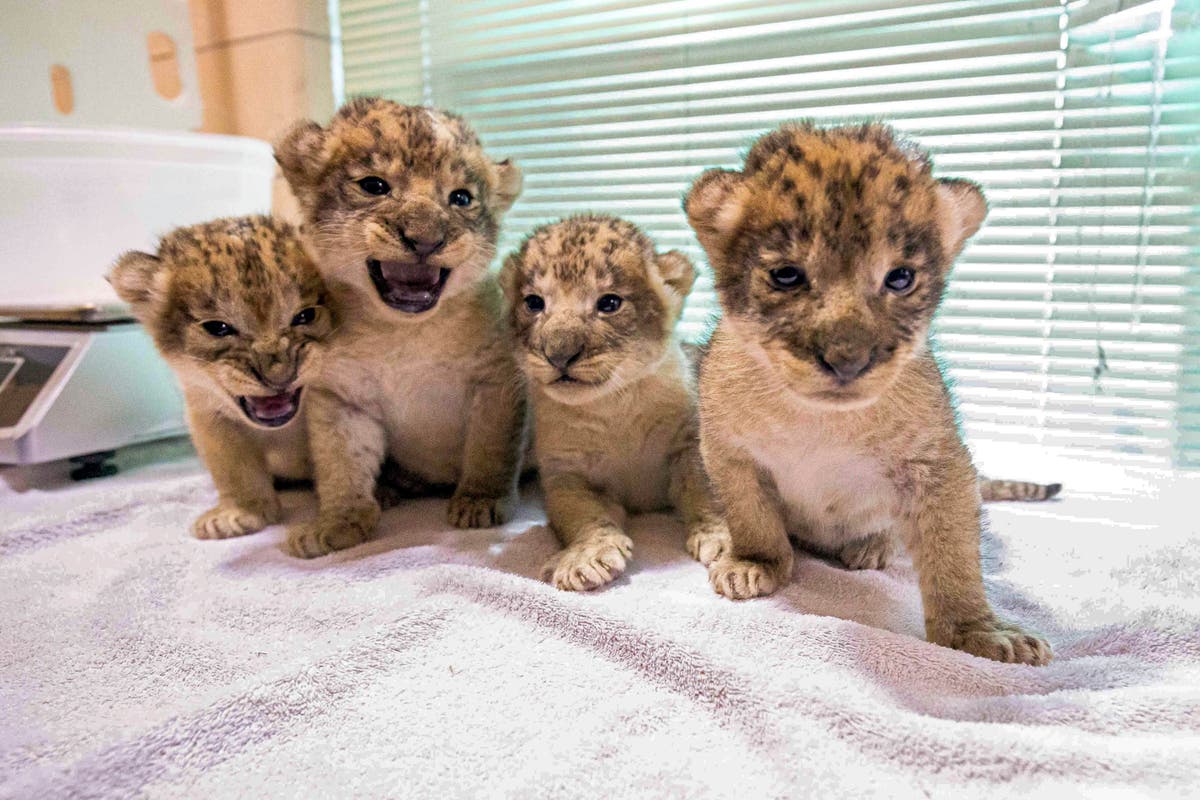 African lion pride swells with birth of 4 cubs at Buffalo Zoo | The ...