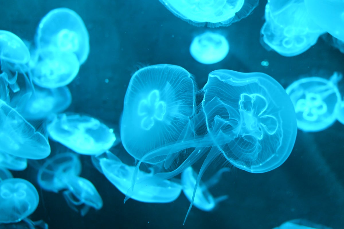 A new study suggests jellyfish may hold the answer to why we need sleep ...