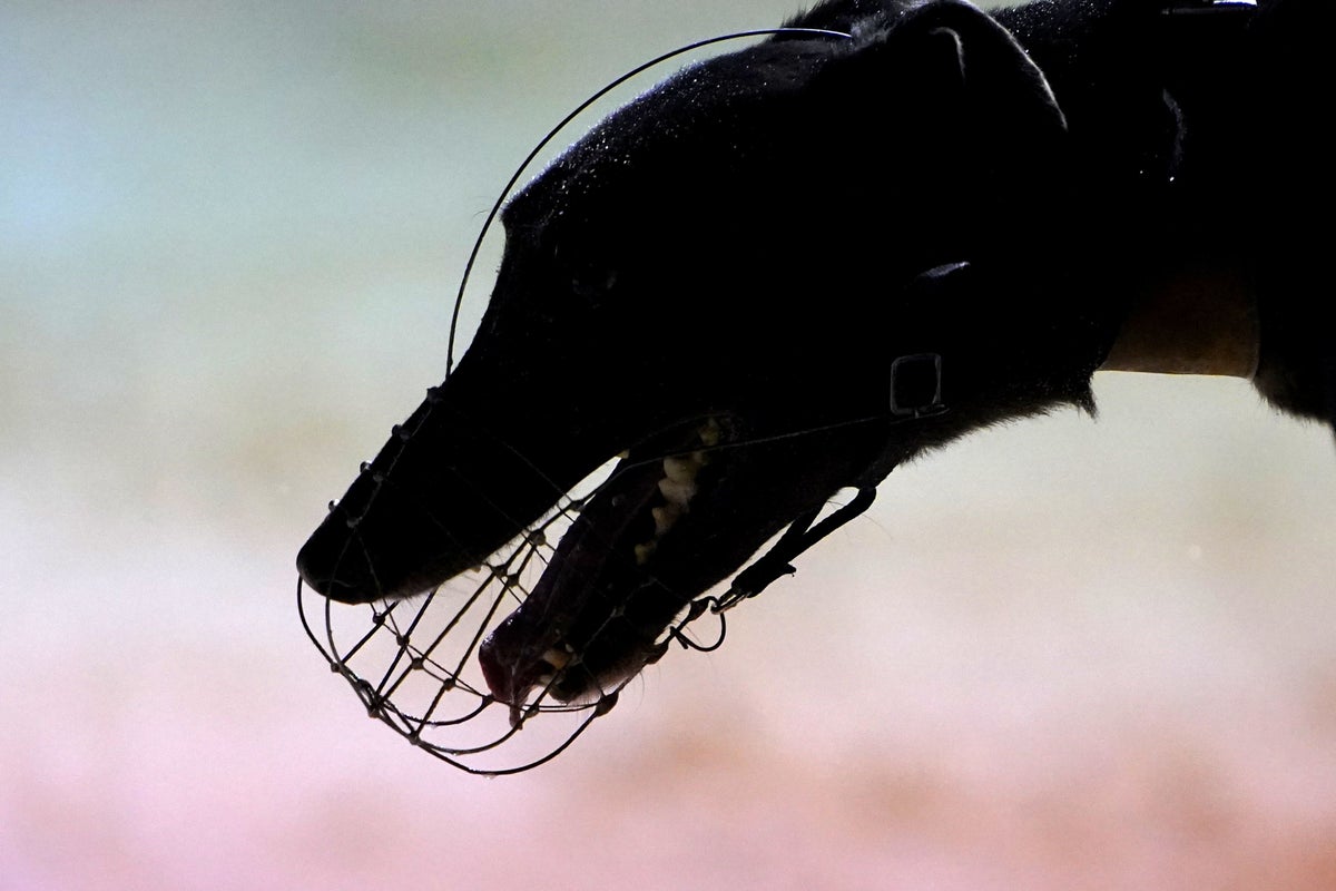 Three arrested after Animal Rising vows to disrupt Greyhound Derby ...