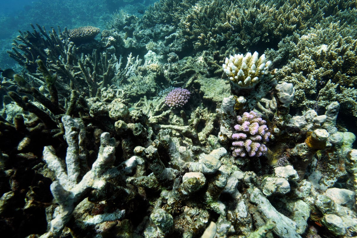Brazil wants 10-year pause on deep sea mining as UN agency under ...