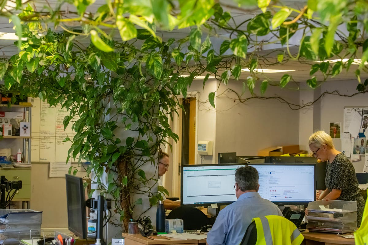 Office plant potted 14 years ago in now a 600ft monster that covers the ...