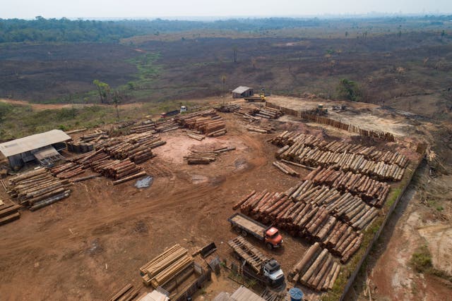 Deforestation of Amazon down by a third in 2023 after Bolsonaro’s ...