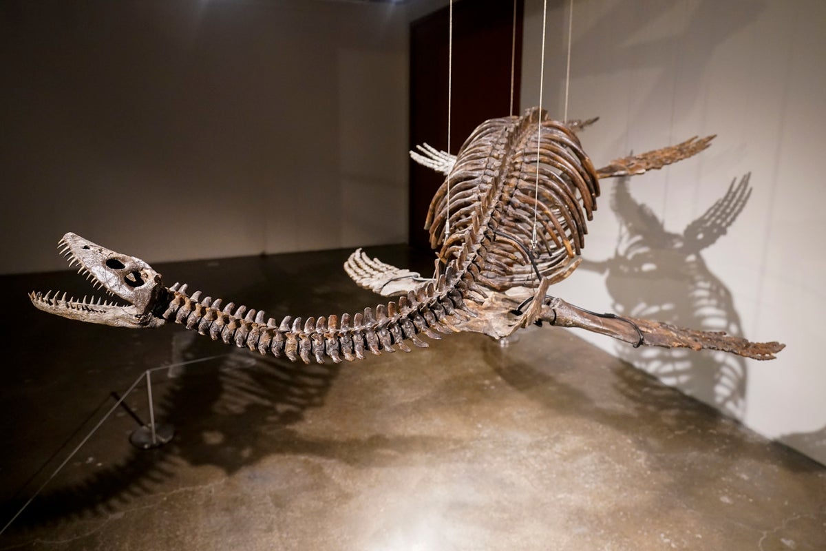 Fossilized skeletons of aerial and aquatic predators to be auctioned by ...
