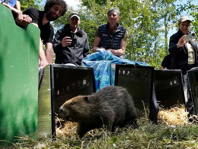 Beavers released by National Trust to regenerate land ravaged by ...