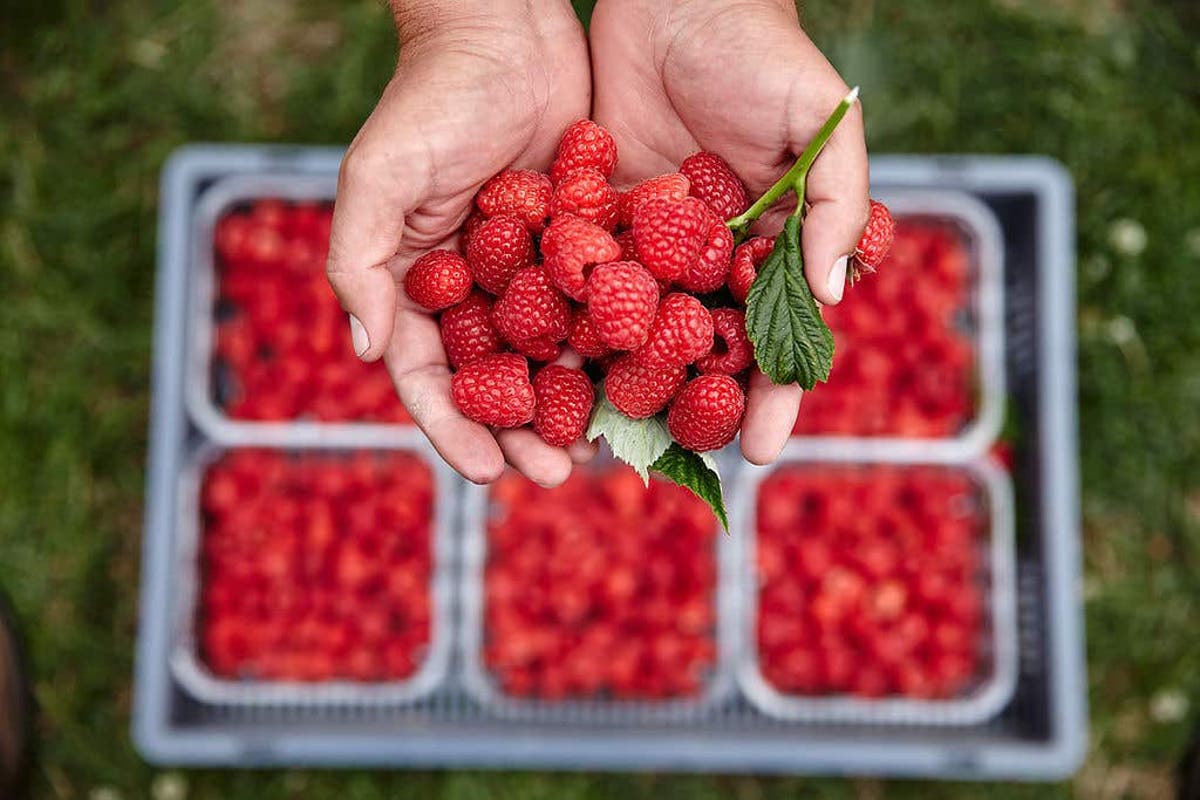 ‘Bumper’ raspberry season arrives after June heat delayed ripening | The Independent