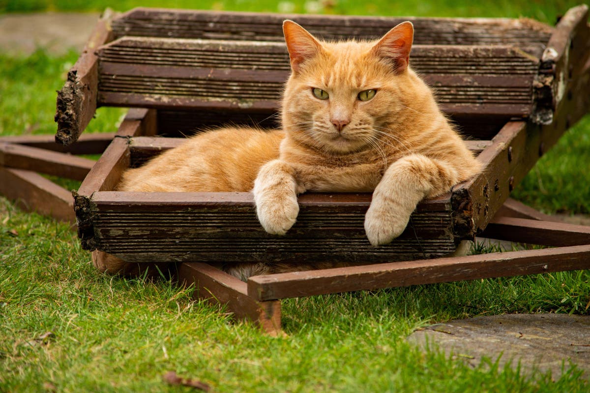 What to do if you have no insurance or savings for your pet | The ...