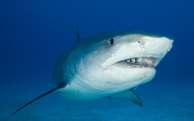 Why do sharks attack humans? | The Independent