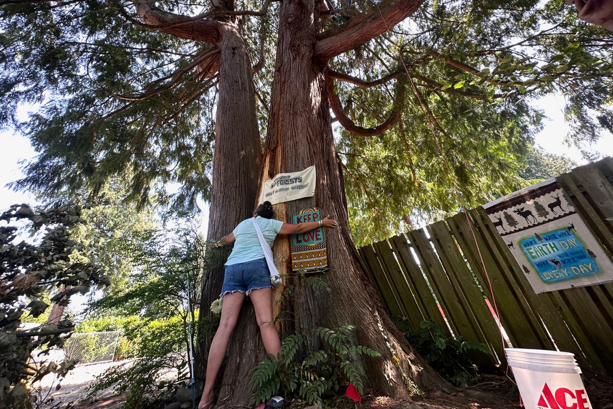 Seattle climate activists roost in old cedar tree to prevent it from ...