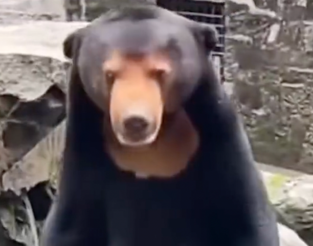Chinese zoo denies its waving sun bear is a human in a costume | The ...