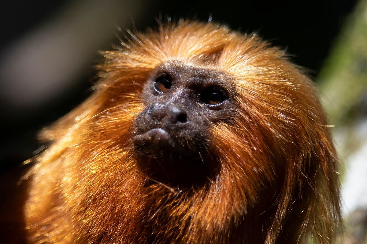 Brazil's endangered golden monkeys have recovered following big ...