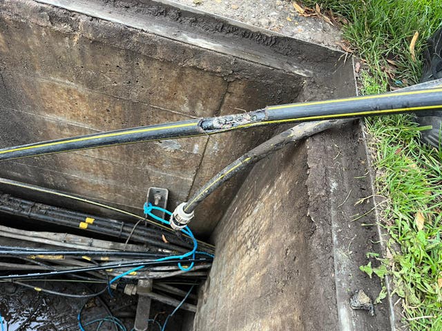 Town left without internet after rats bite through broadband cables ...