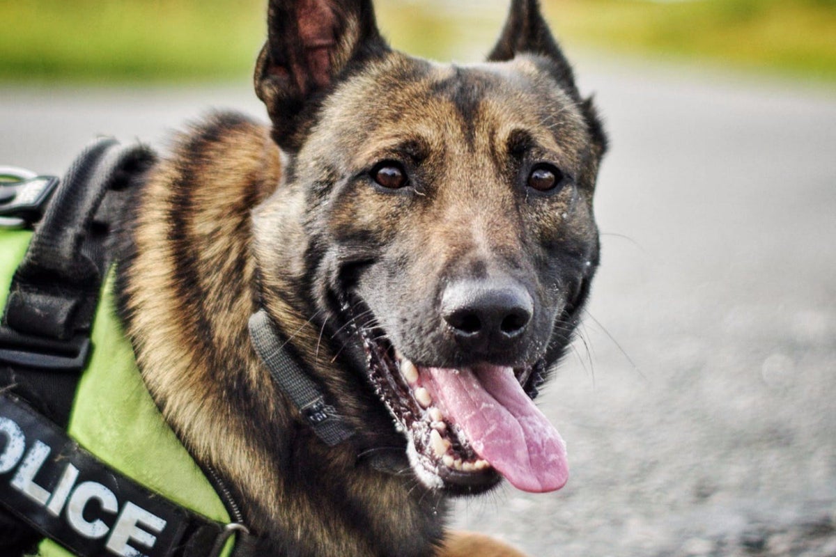 Police dog shot dead after attacking handler during search for missing ...