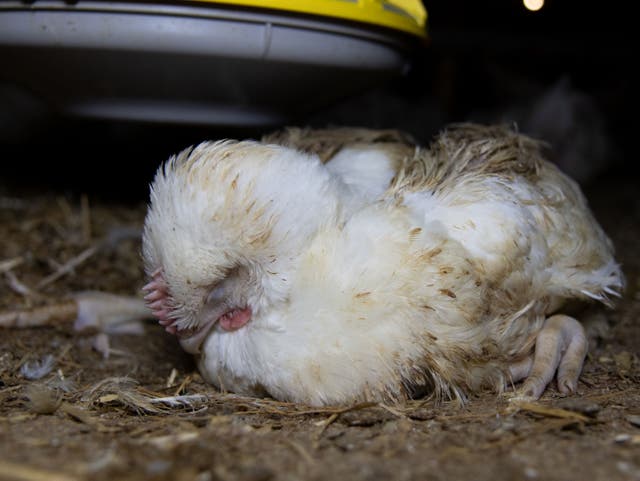 Secret footage reveals chickens collapsing in agony at farms supplying ...