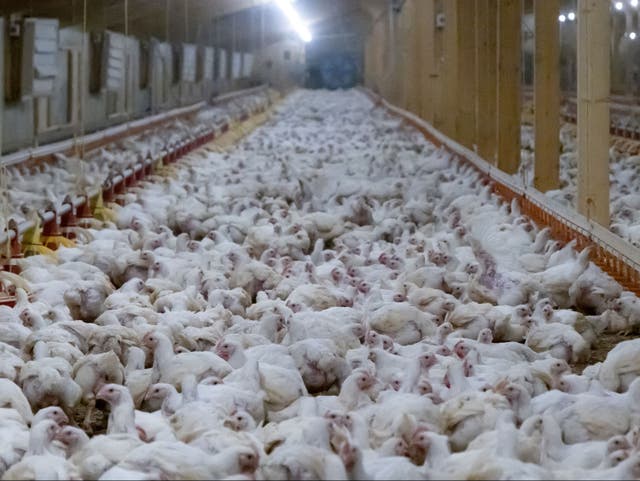 Secret footage reveals chickens collapsing in agony at farms supplying ...