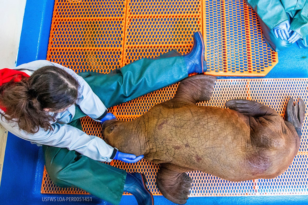 Abandoned walrus pup given constant cuddles to keep him alive | The ...