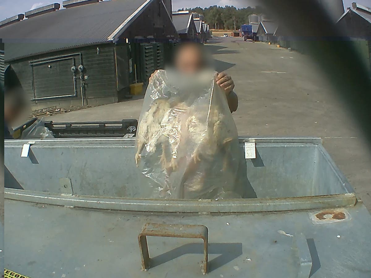 Co-op under fire as footage shows ‘sick and suffering’ chickens at ...