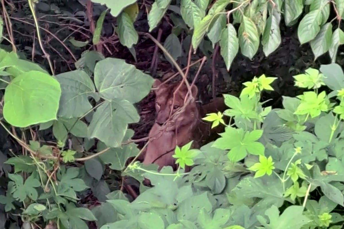 Lioness shot dead after escaping from cage in South Korean farm | The ...