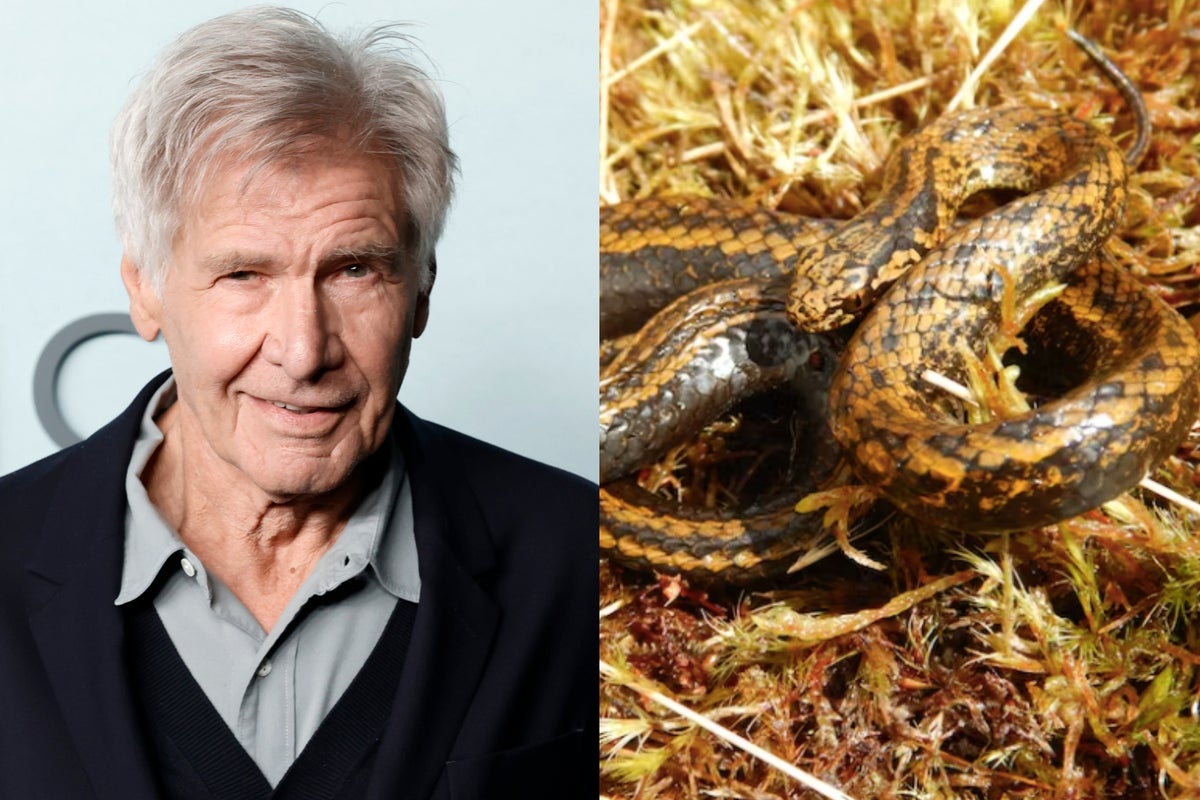 Harrison Ford laments new snake species named after him: ‘I sing ...