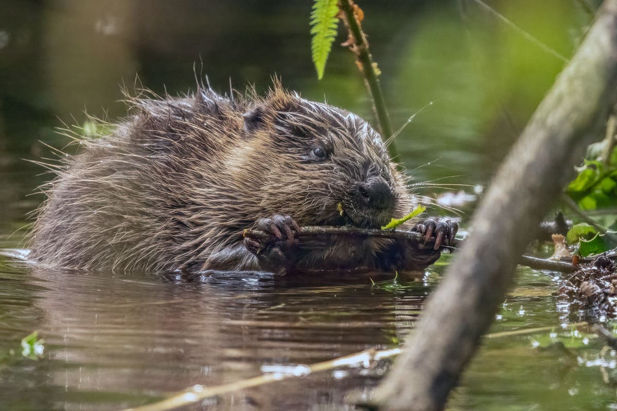 Baby beaver named after England’s World Cup goalkeeper Mary Earps | The ...