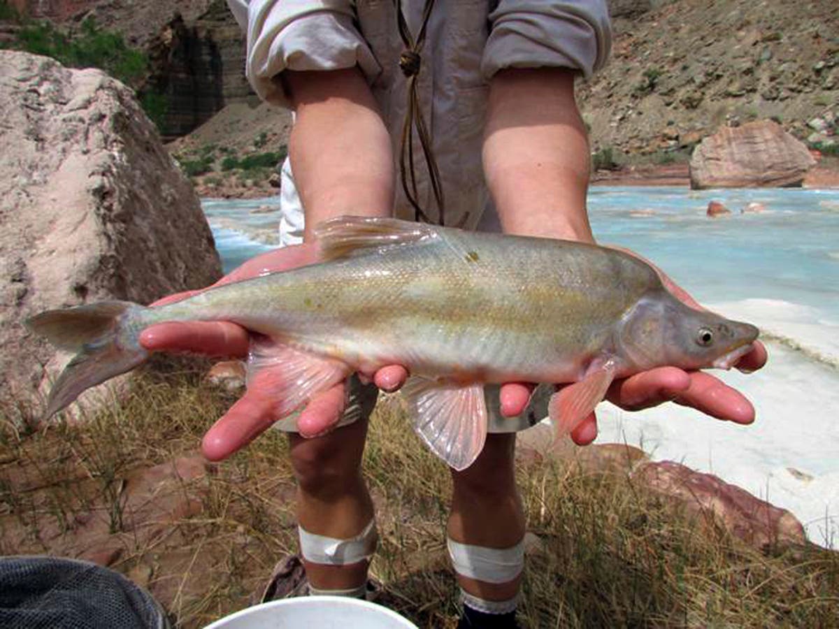 Chemical treatment to be deployed against invasive fish in Colorado ...