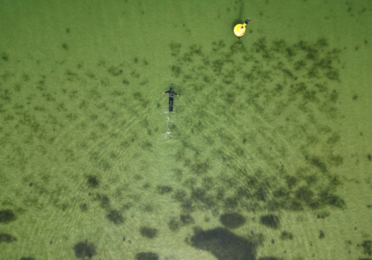 In Baltic Sea, citizen divers restore seagrass to fight climate change ...
