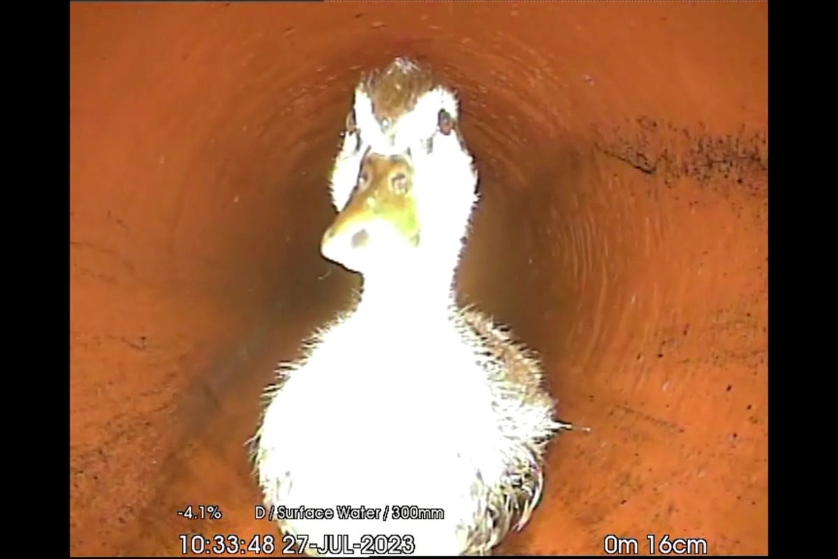Wessex Water Sewer workers ‘quack’ case of blocked pipe as cute duck ...