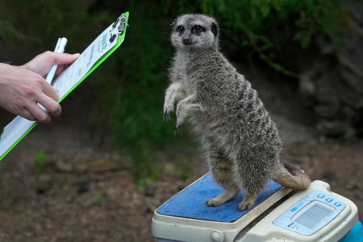 London Zoo's animals, from tarantulas to tigers, get their annual weigh ...