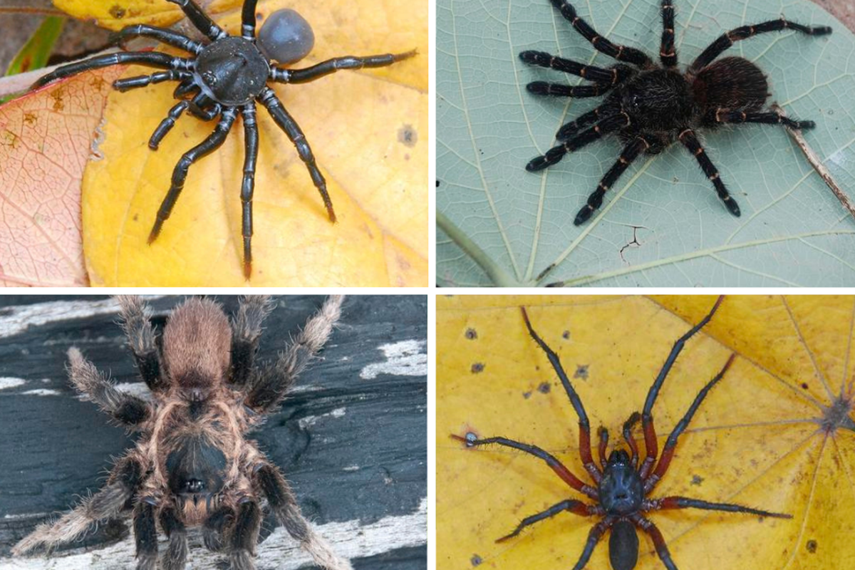 Four new spider species found in Colombia’s biodiversity hotspot | The ...