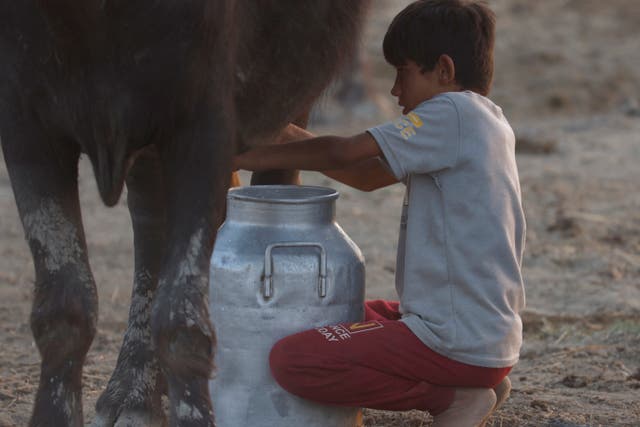 Drought imperils Iraq’s water buffalo and a child’s way of life | The ...