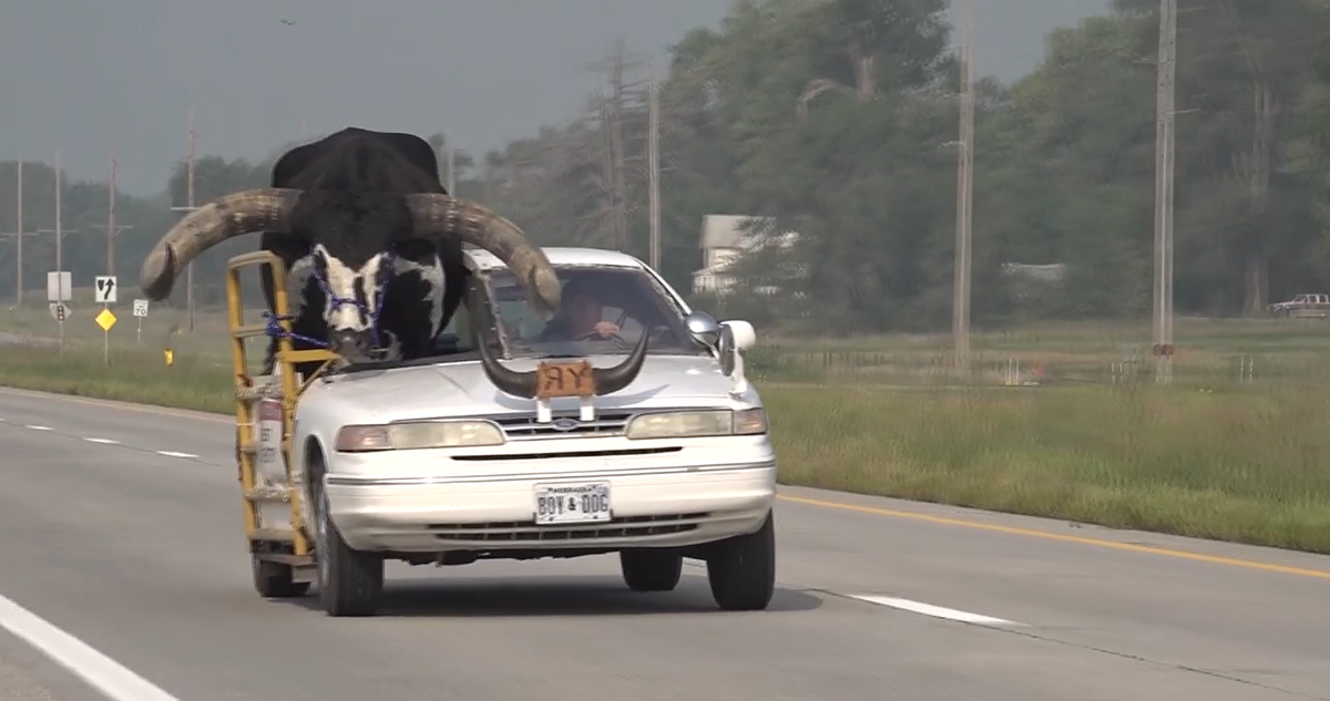 Man pulled over for driving with huge bull riding shotgun in Nebraska ...