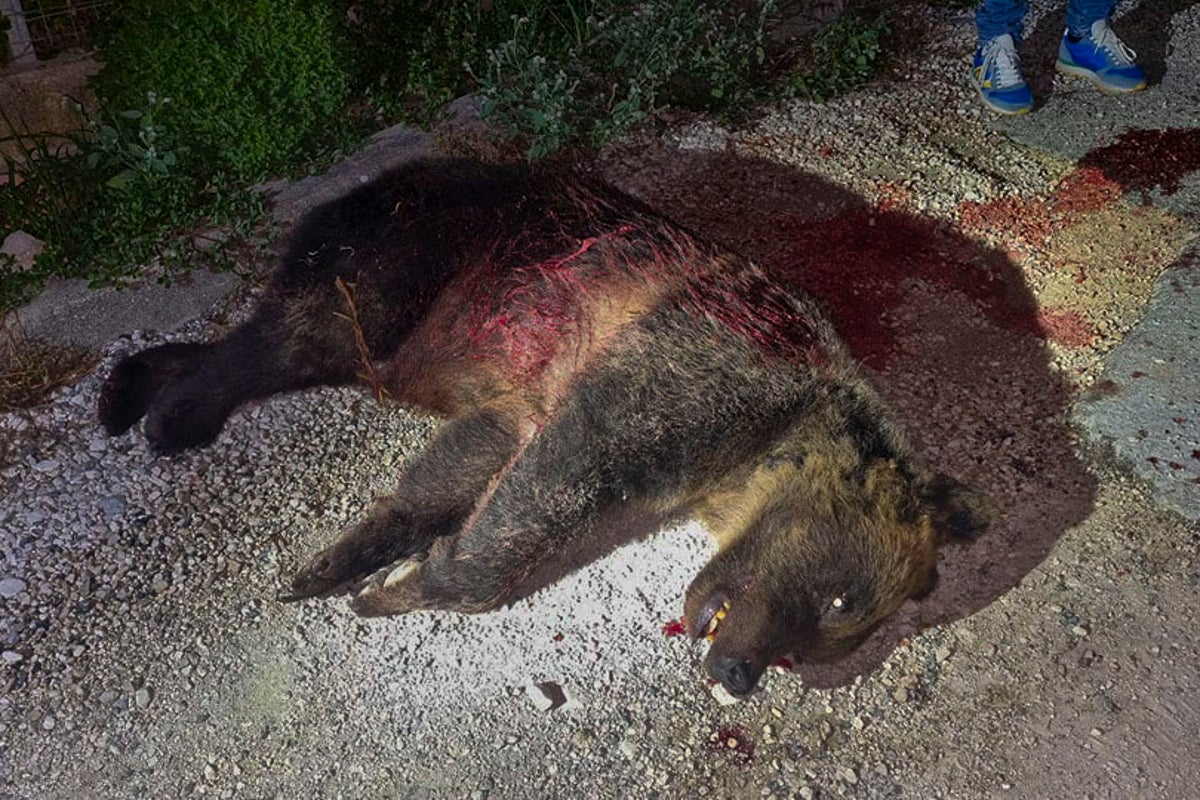 abruzzo bears