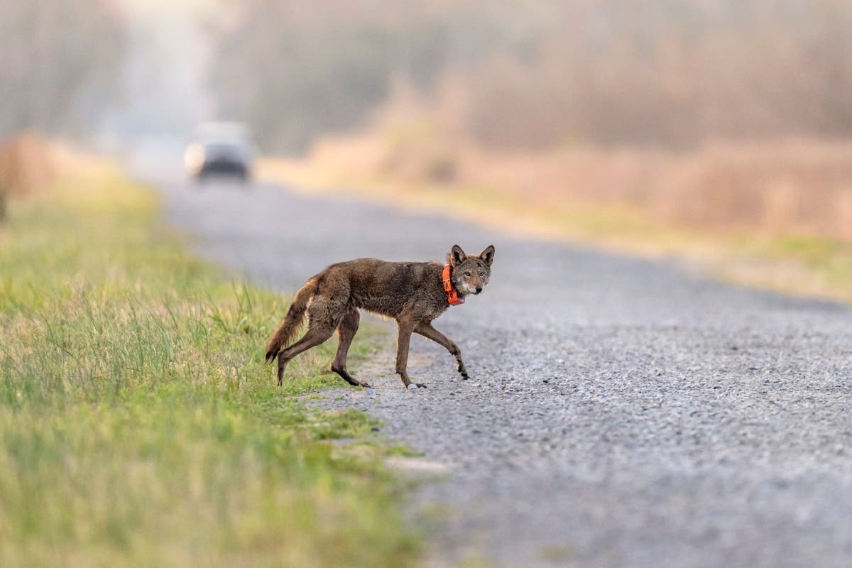 Endangered red wolves need space to stay wild. But there’s another ...