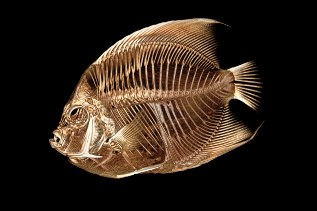 Fish with a funny float gets a CT scan at the Denver Zoo | The Independent