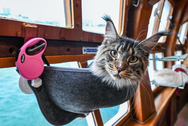 Singapore is offering $225 cat cruises with four-course dinner on ...