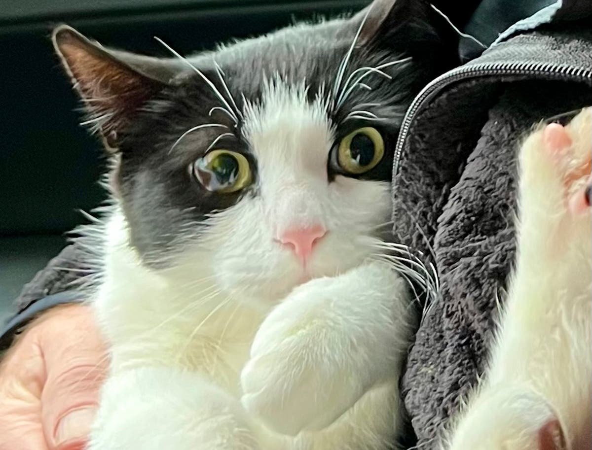 Alaska cat reunited with owners almost a month after home collapsed ...