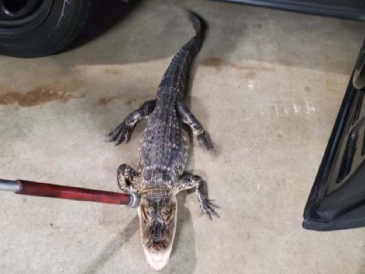Body cam footage shows moment missing alligator is recaptured in New ...
