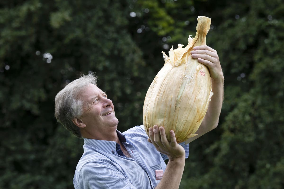 Record-breaking 9kg onion displayed at Harrogate Flower Show | The ...