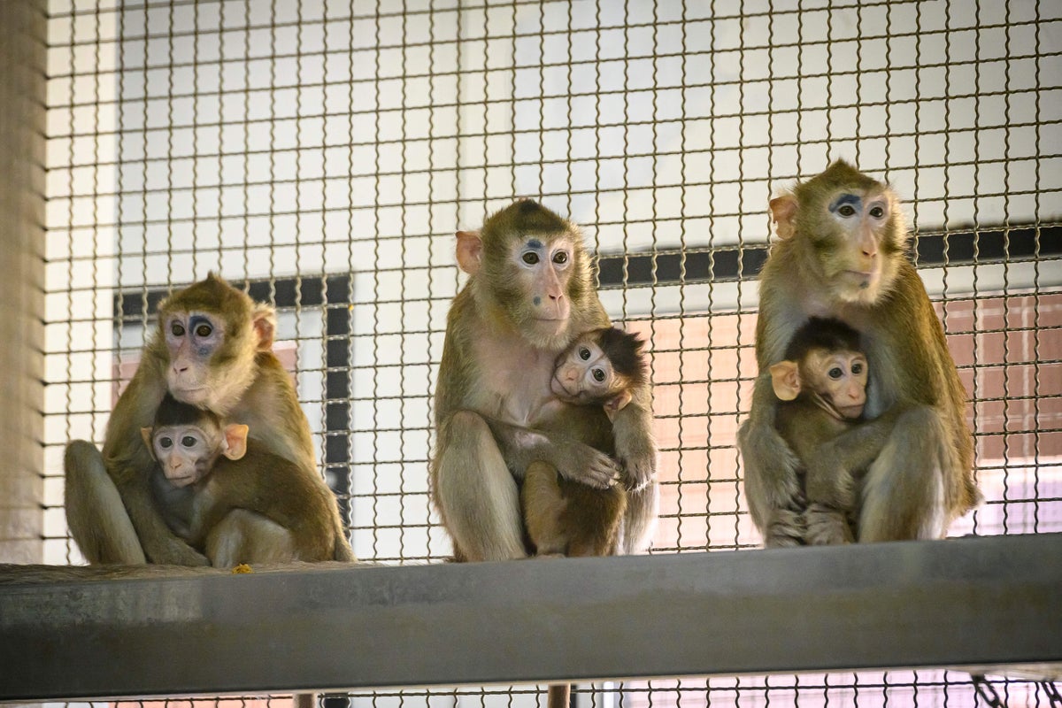 Neuralink’s test monkeys died due to brain implants contrary to Elon ...