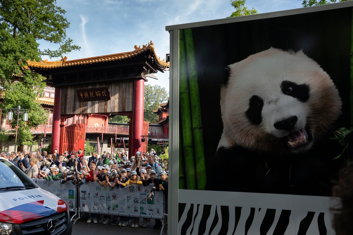 Giant panda Fan Xing leaves a Dutch zoo for her home country China ...