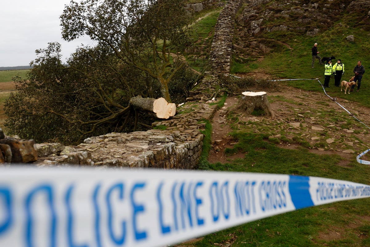 Sycamore Gap tree: Boy, 16, arrested amid anger and sorrow after world ...