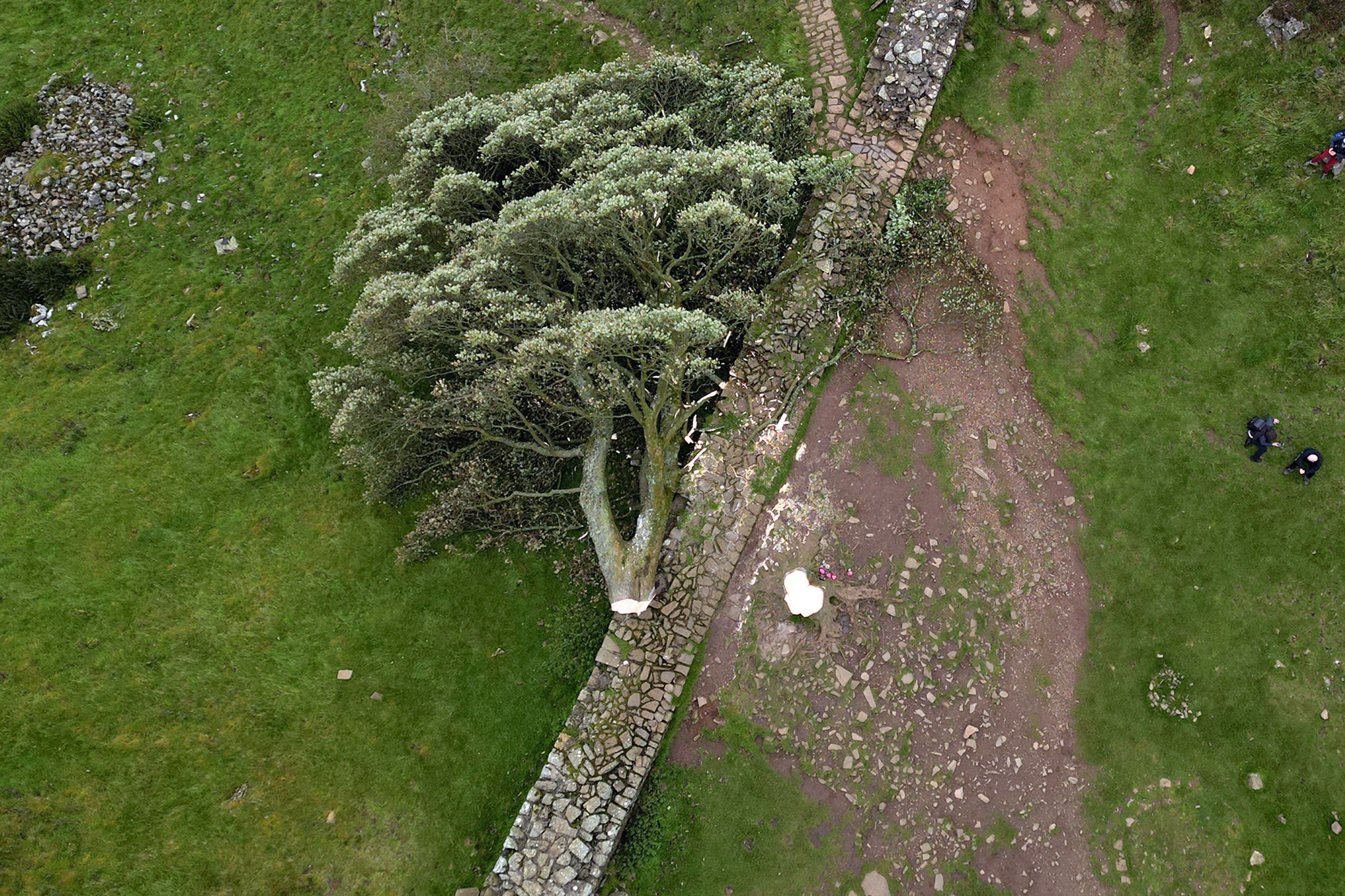 Sycamore Gap tree update: Hadrian’s Wall damaged by vandals as National ...