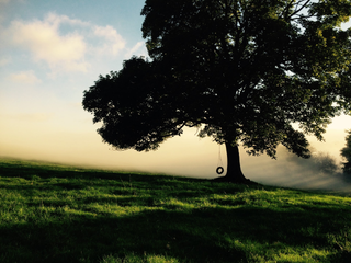 Sycamore Gap tree: Everything we know about felled maple | The Independent